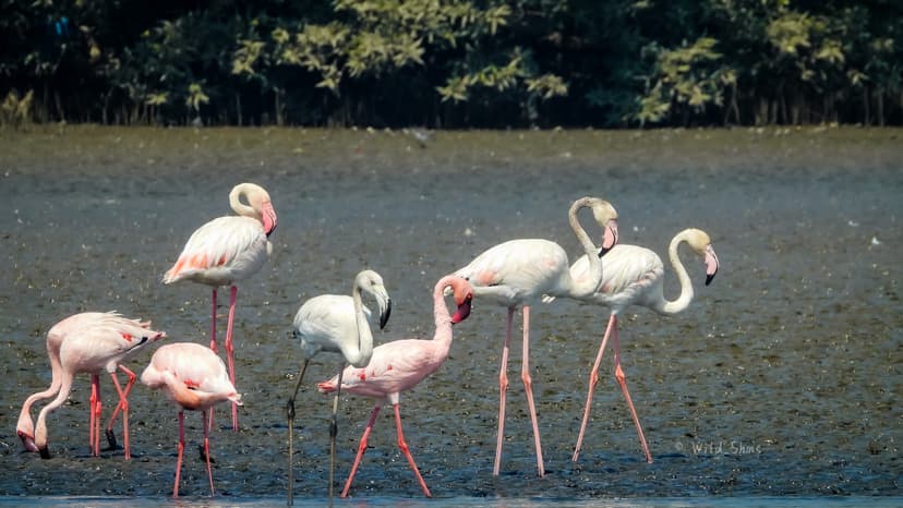 Wild Mumbai | Nature Trails, Birding & Eco-Tours in Mumbai