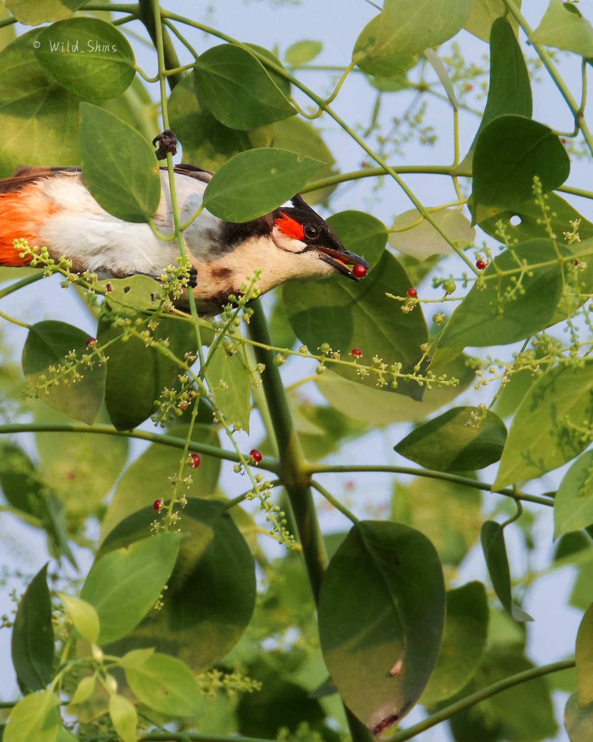 Wild Mumbai | Nature Trails, Birding & Eco-Tours in Mumbai