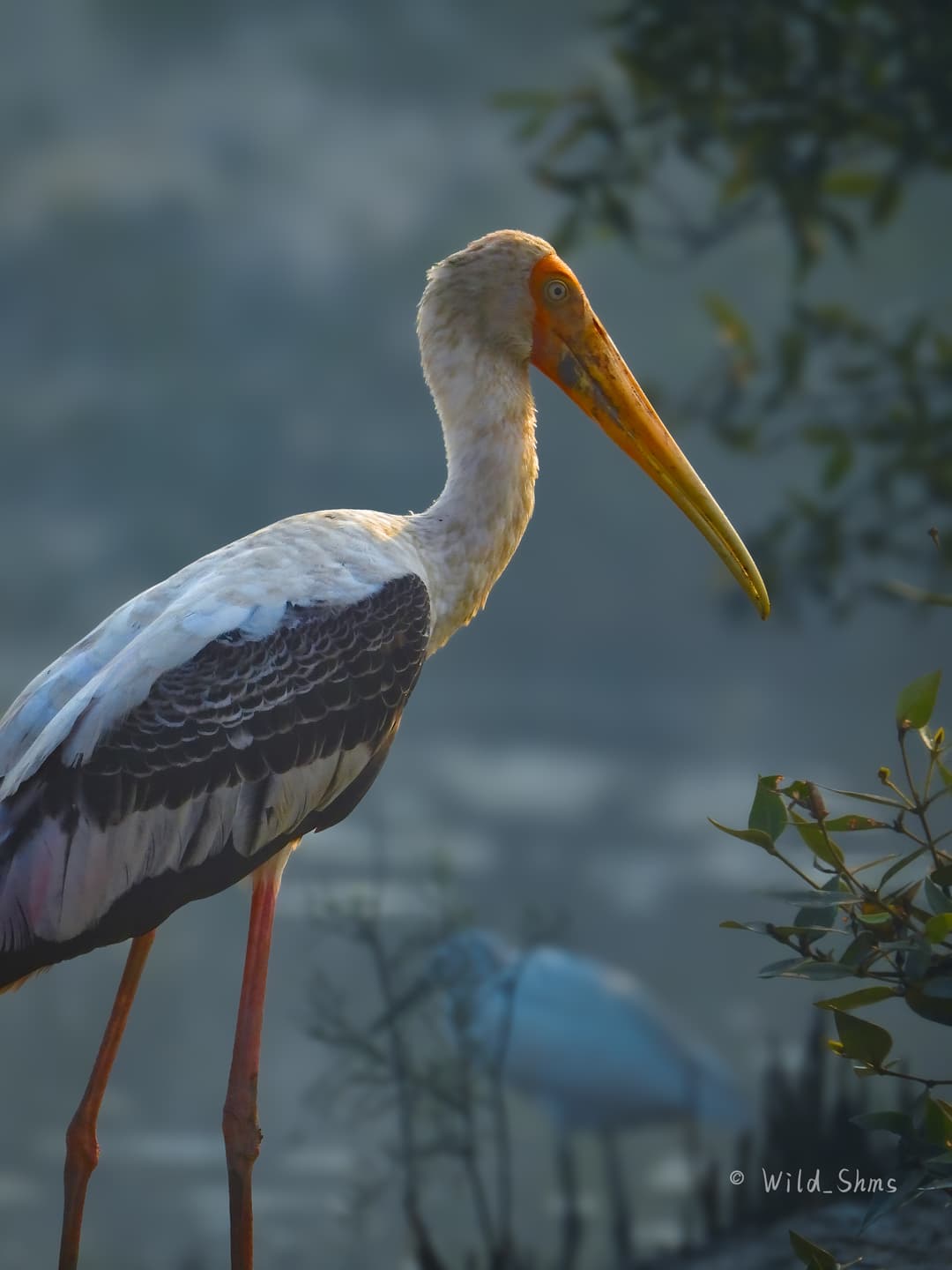 Wild Mumbai | Nature Trails, Birding & Eco-Tours in Mumbai