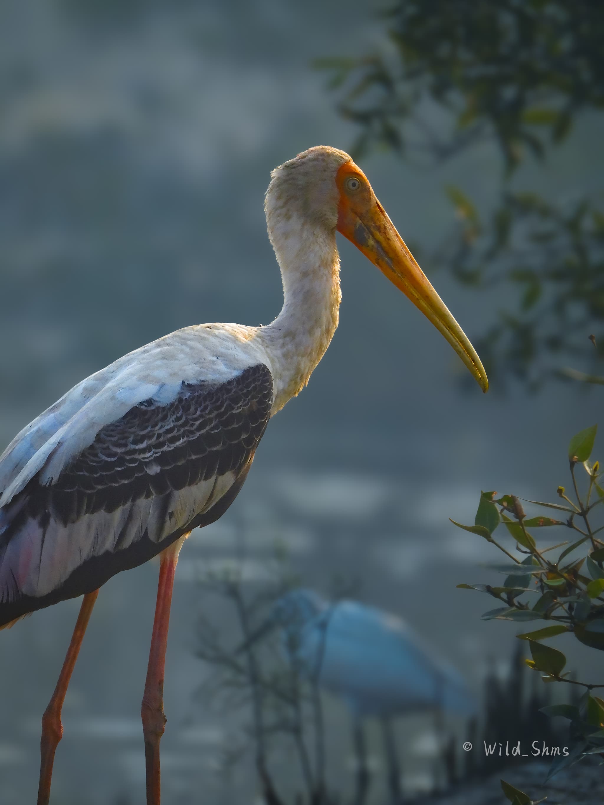 Wild Mumbai | Nature Trails, Birding & Eco-Tours in Mumbai