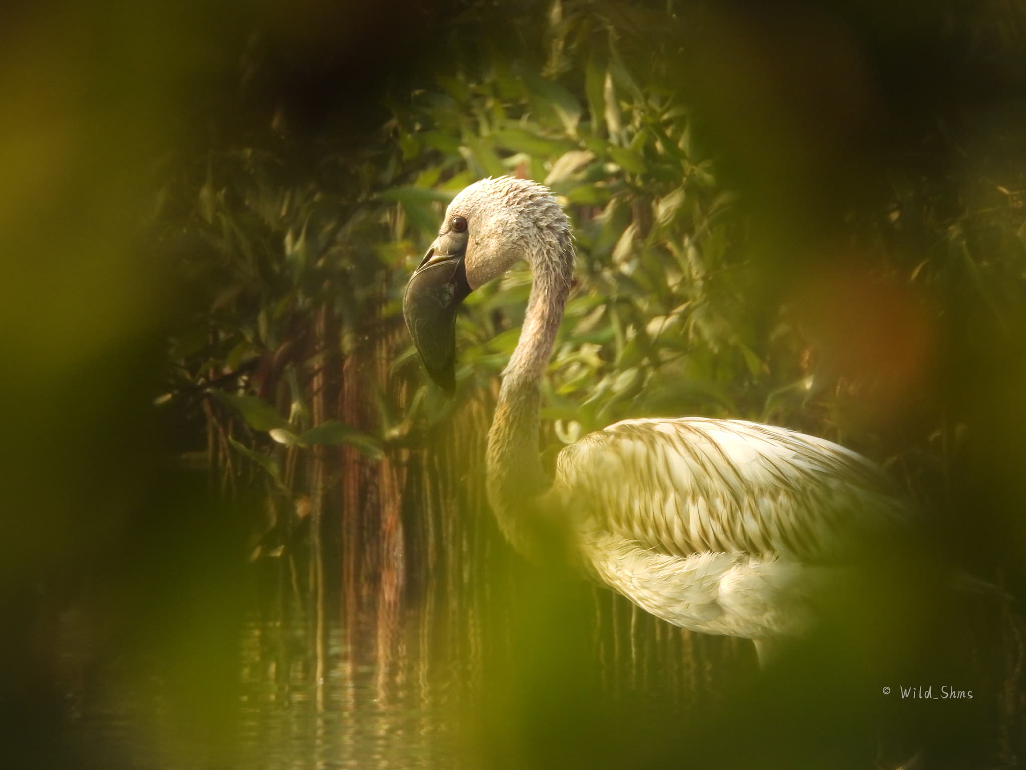 Wild Mumbai | Nature Trails, Birding & Eco-Tours in Mumbai