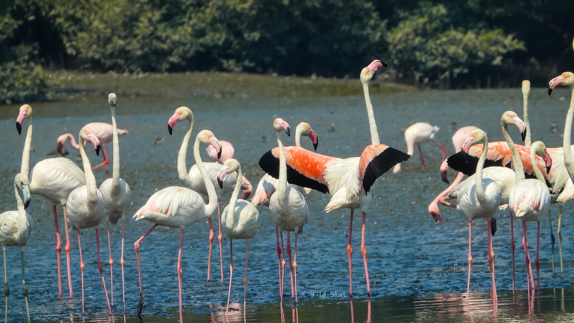 Wild Mumbai | Nature Trails, Birding & Eco-Tours in Mumbai